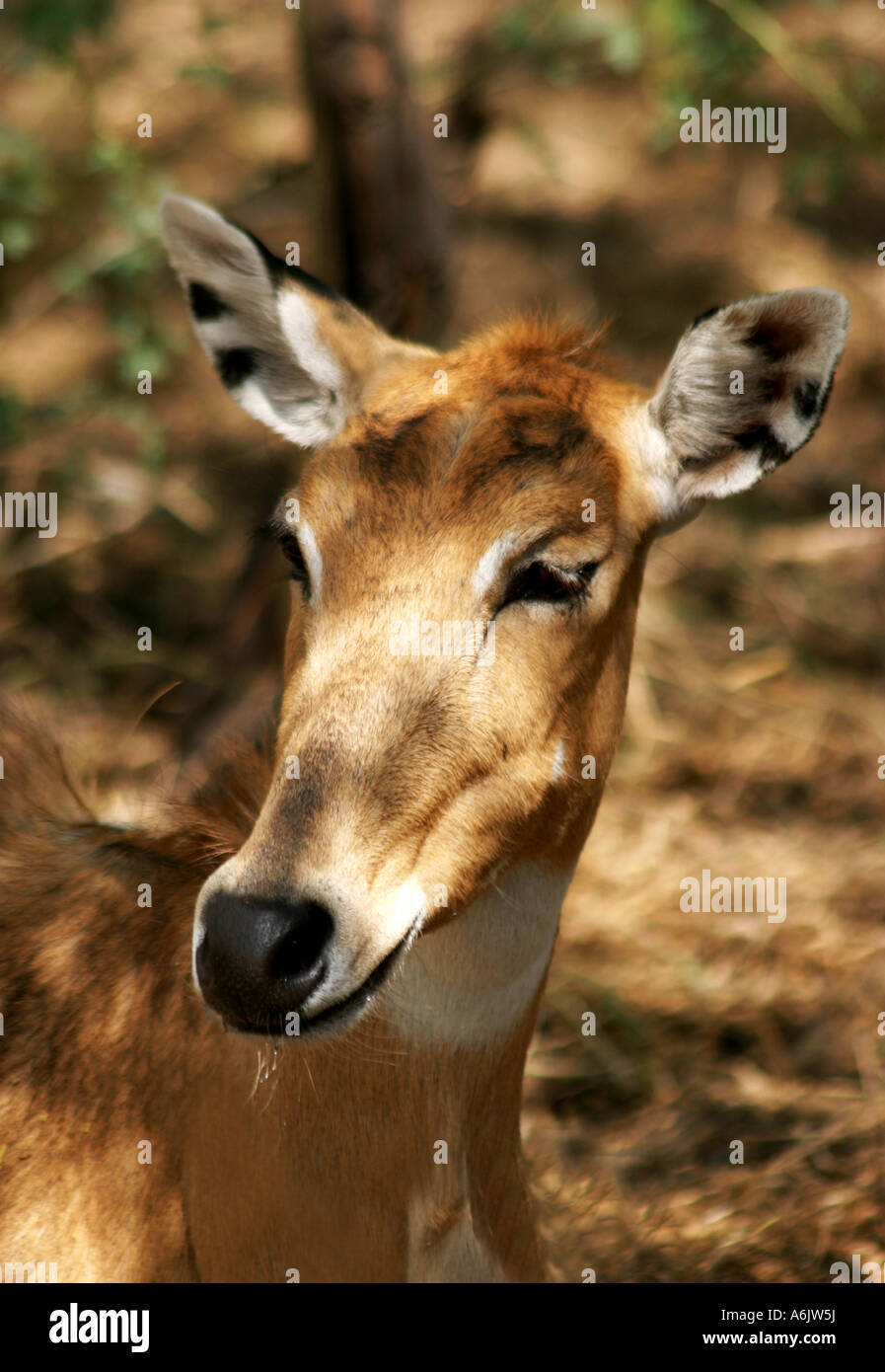 The Nilgai Antelope inhabits dry forests regions in India and Pakistan ...