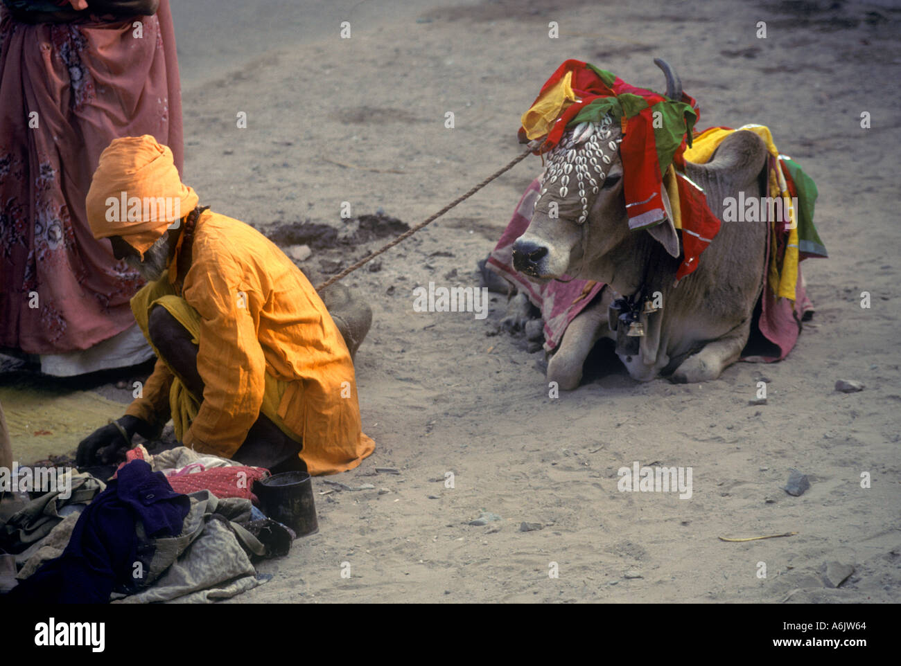 A SACRED COW and a HINDU HOLY MAN at the PUSHKAR CAMEL FAIR RAJASTHAN ...