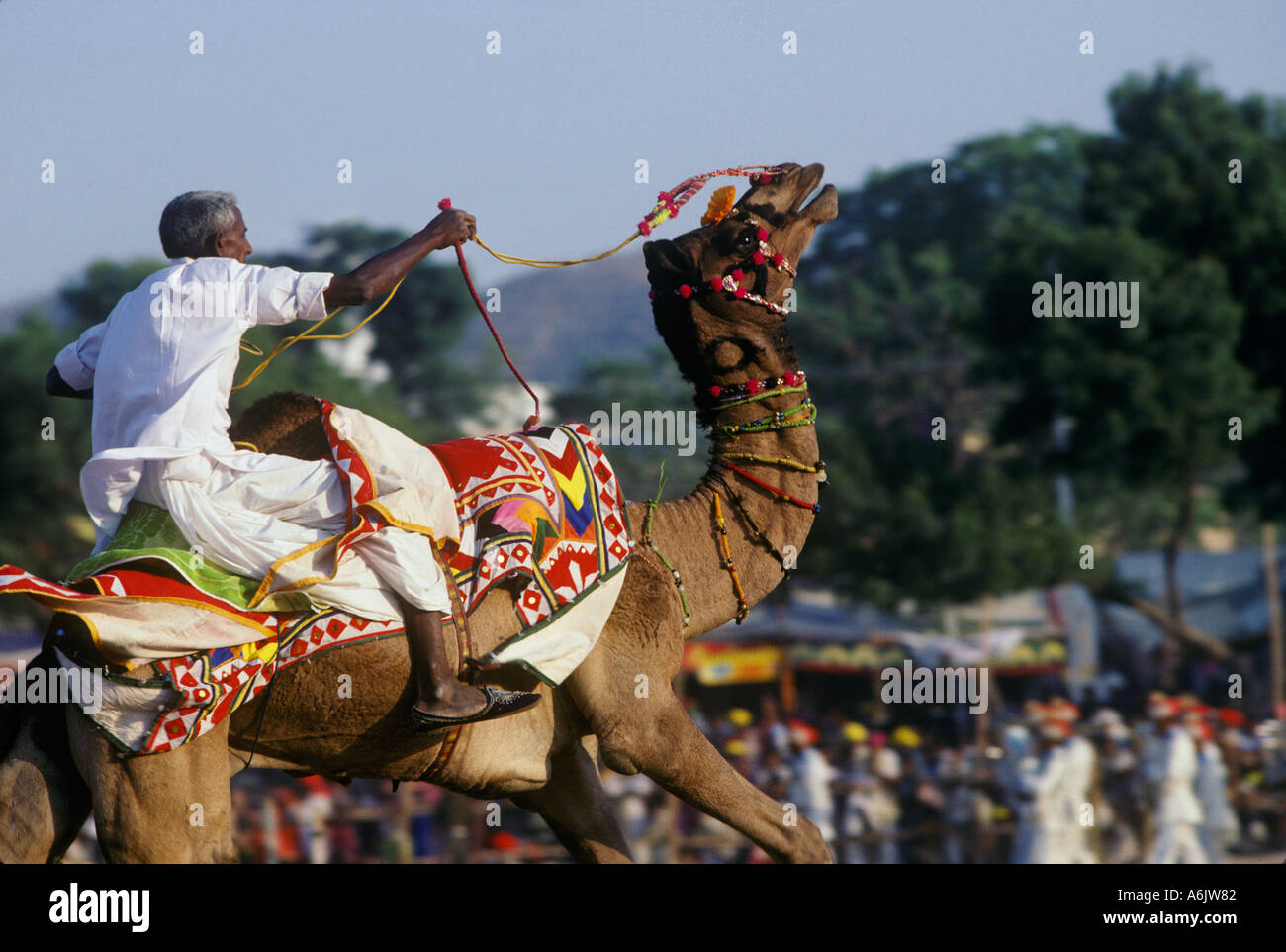 CAMEL RACES at the PUSHKAR CAMEL FAIR RAJASTHAN INDIA Stock Photo - Alamy