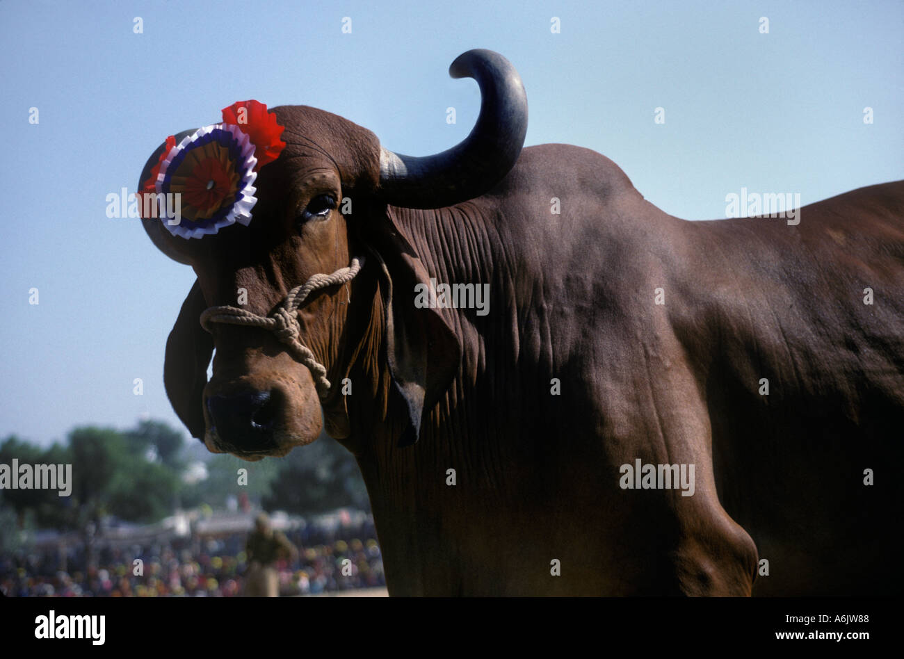 PRIZE WINNING BRAHMA COW at the PUSHKAR CAMEL FAIR RAJASTHAN INDIA ...