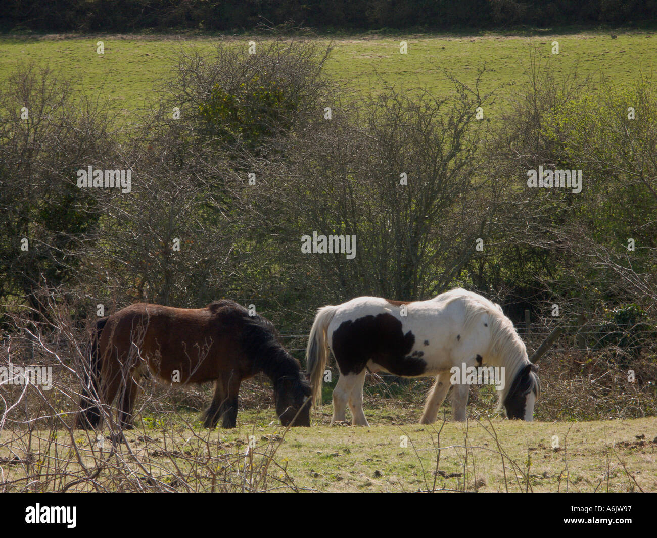 Horses in the bush hi-res stock photography and images - Alamy