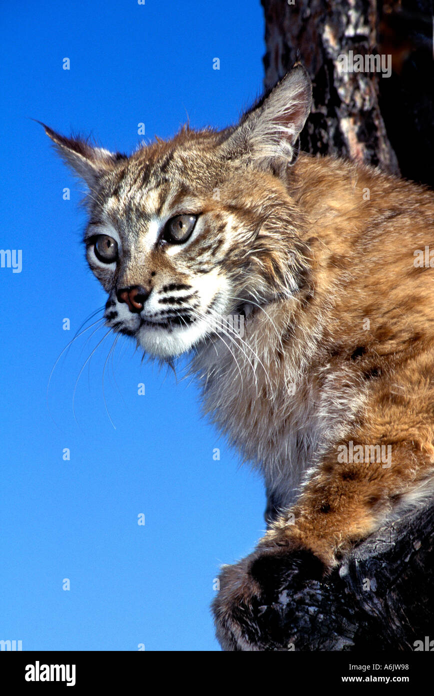 Blue Bobcat