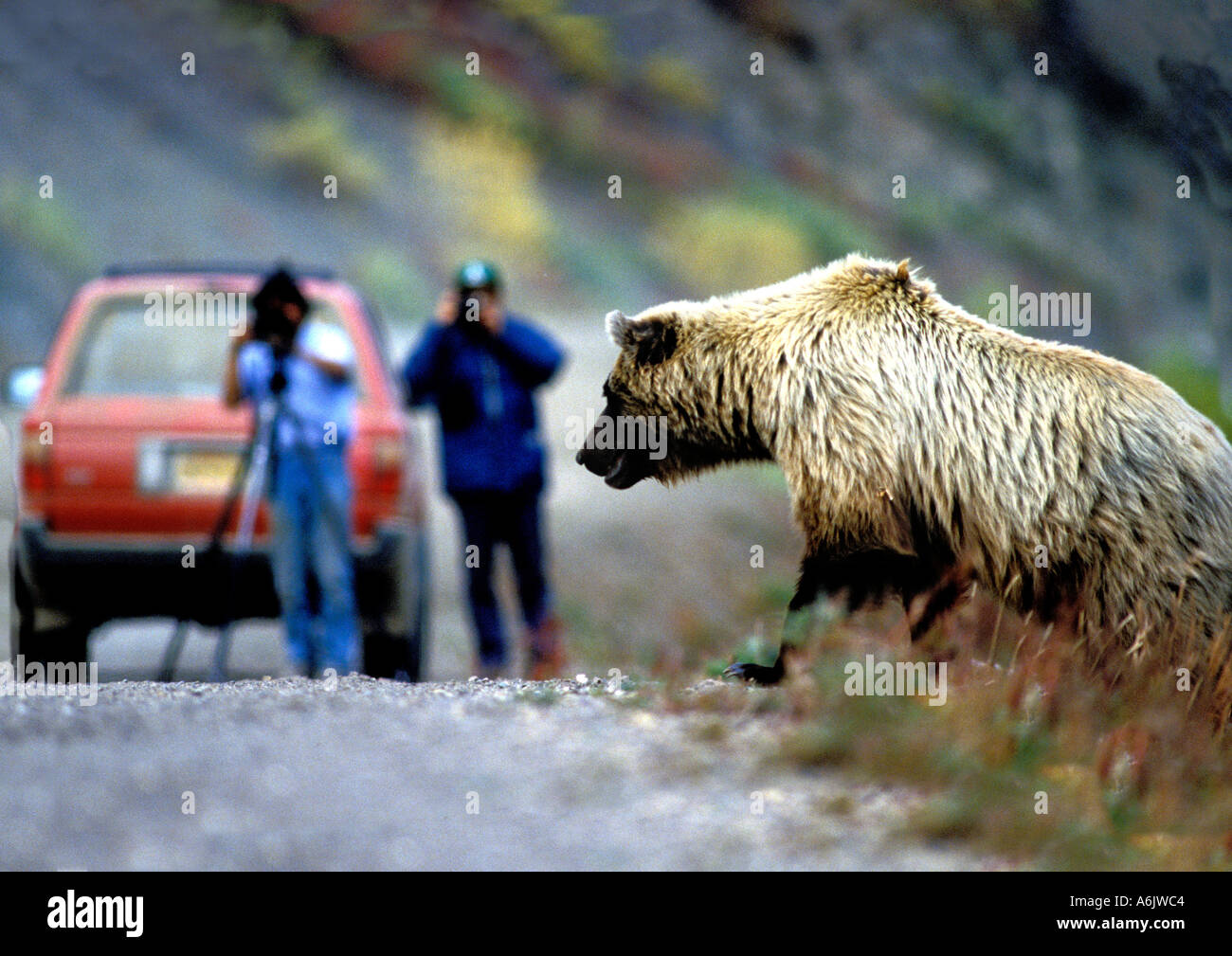 MBB-65 BEAR AND PHOTOGRAPHERS Stock Photo - Alamy