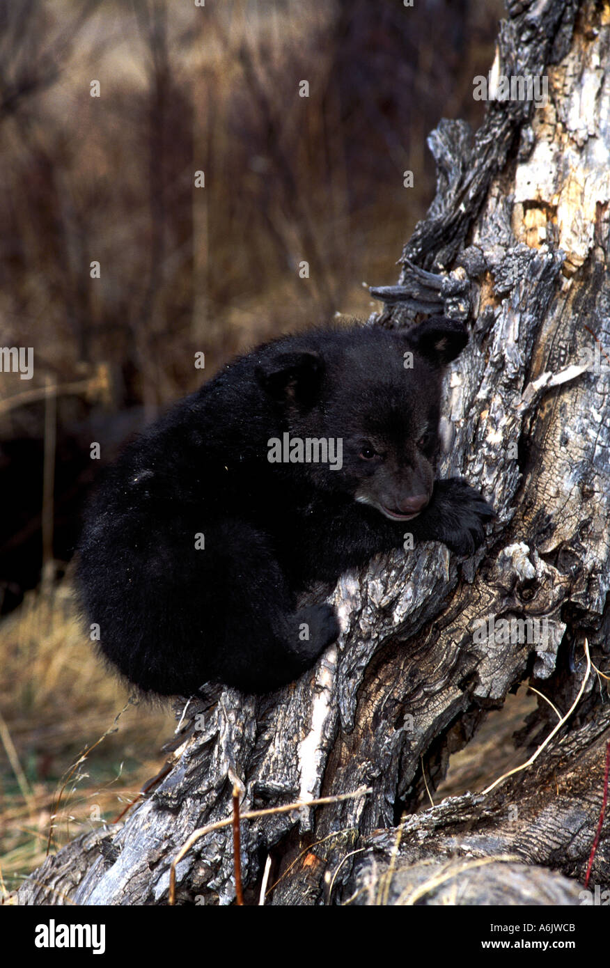 Black bear cub climbing in tree hi-res stock photography and images - Alamy