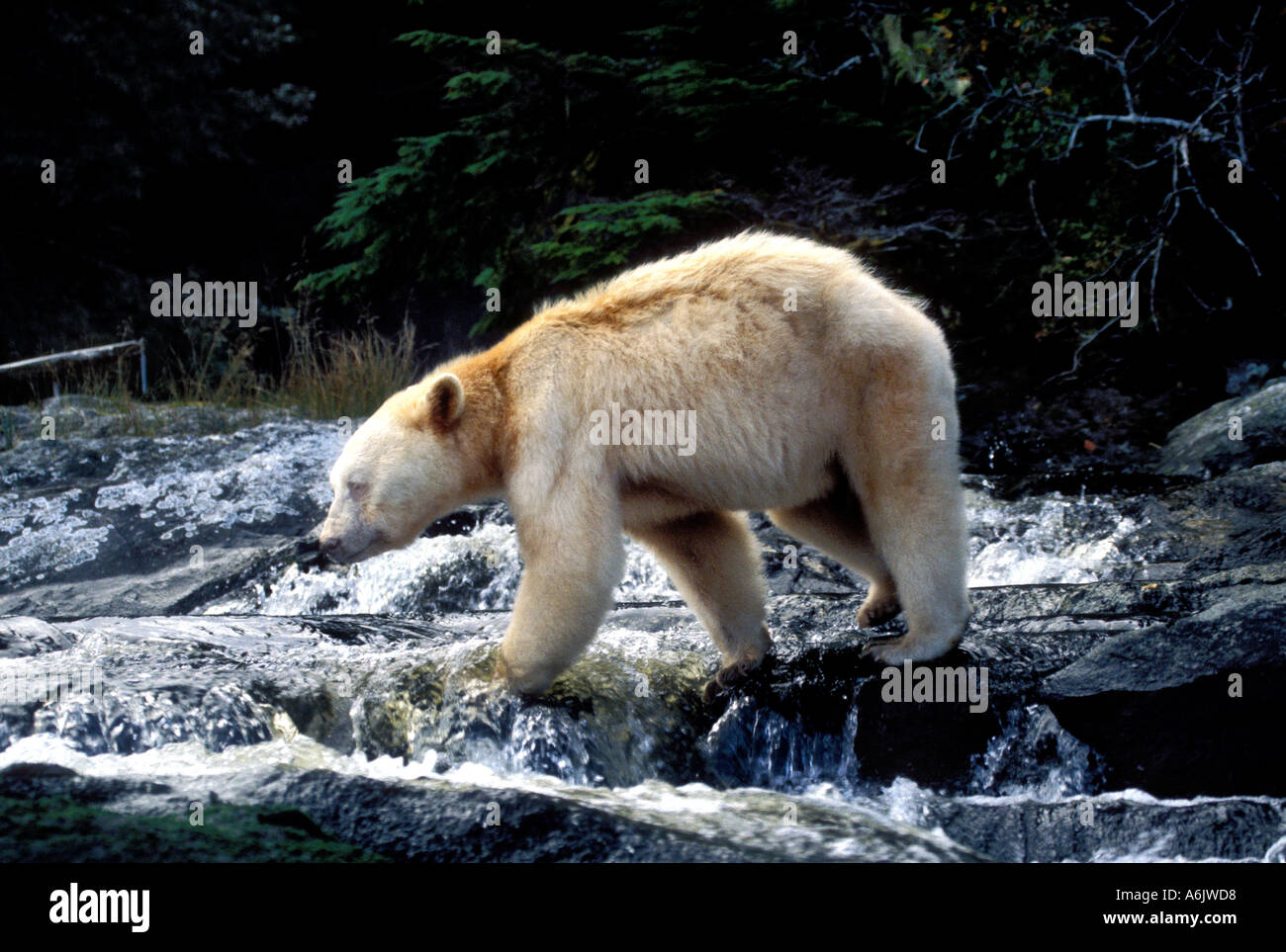 Spirit bear fish hi-res stock photography and images - Alamy