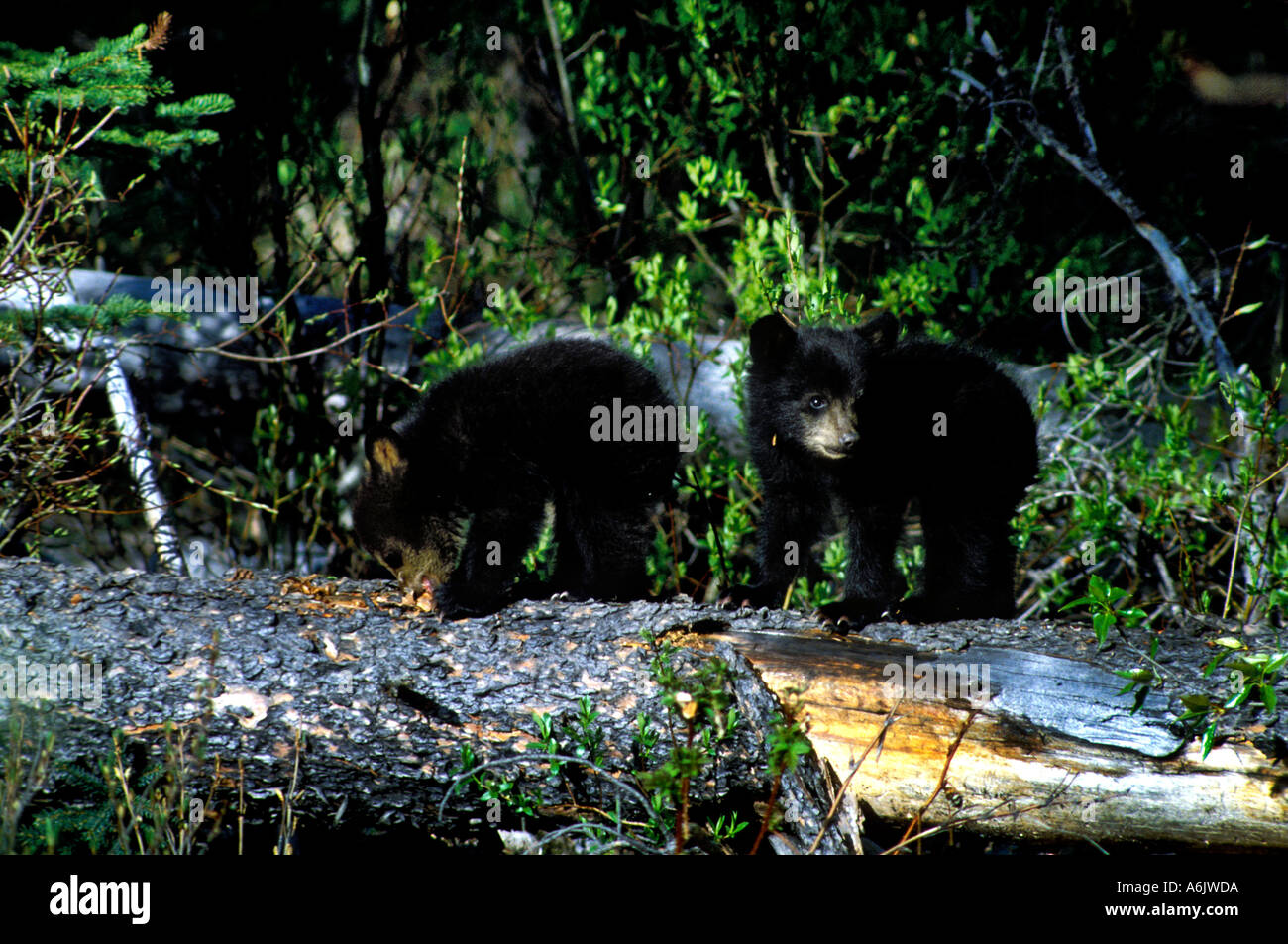 Baby black bear on log hi-res stock photography and images - Alamy