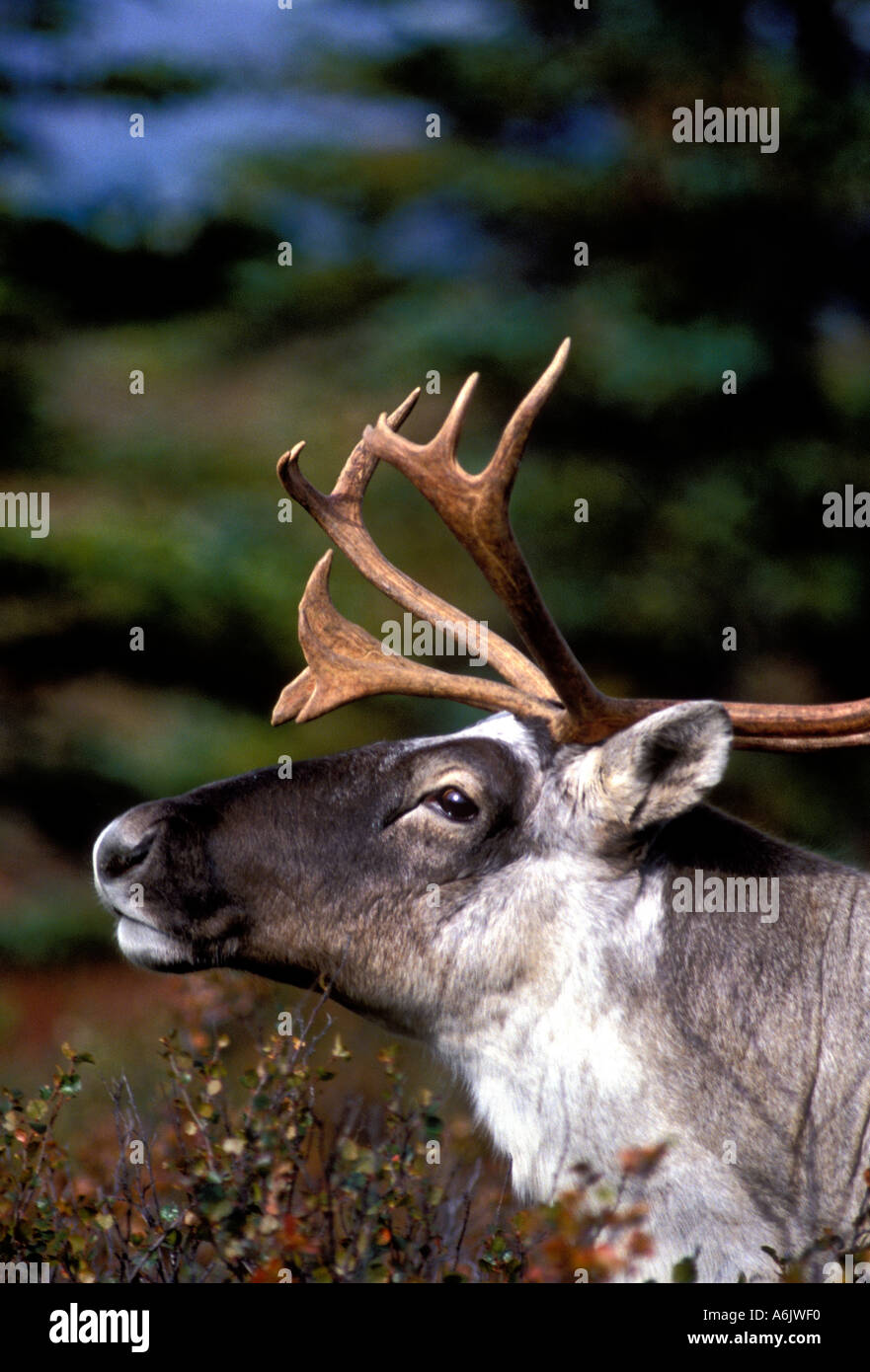 Caribou close up head hi-res stock photography and images - Alamy