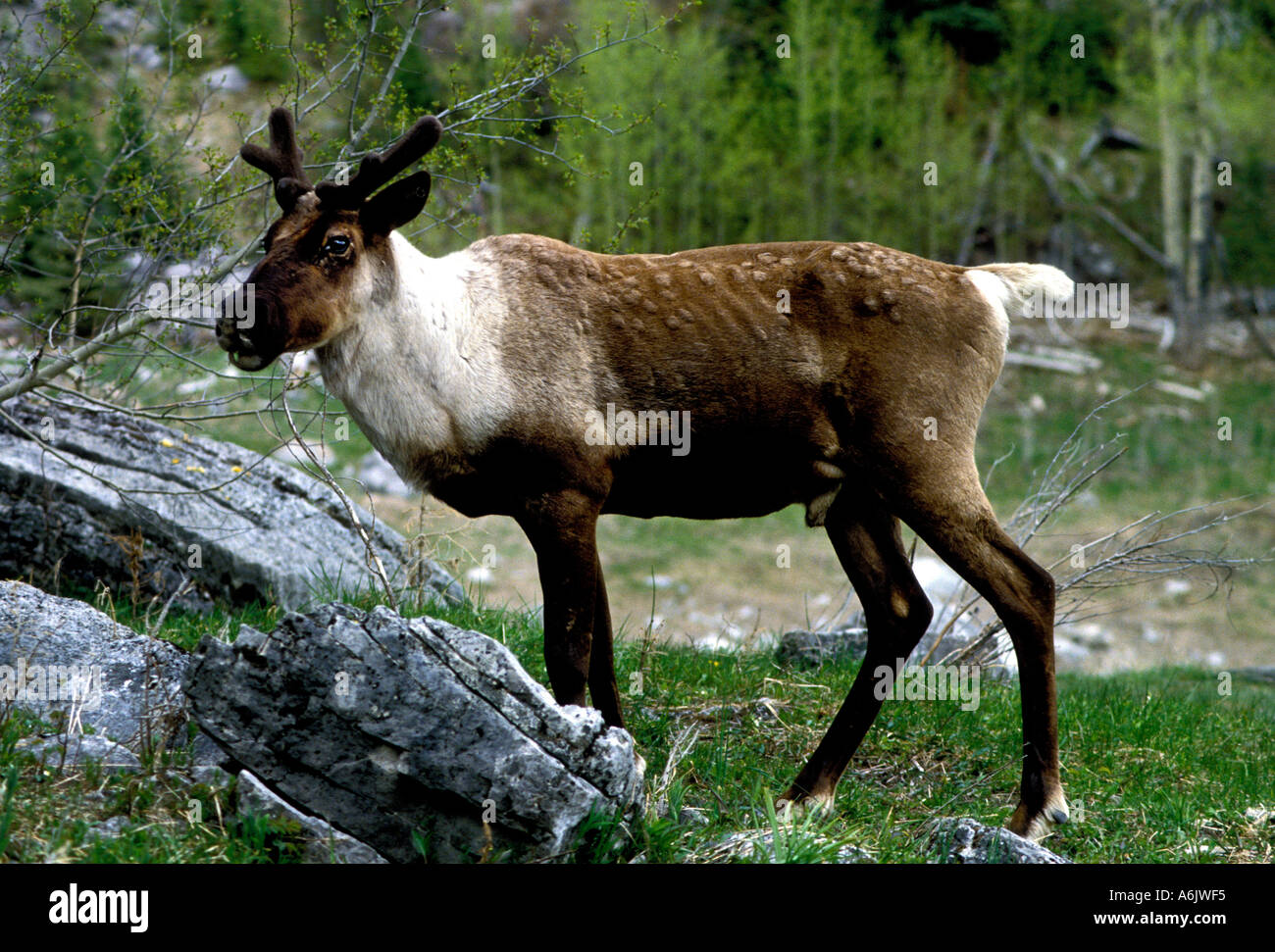 Young woodland caribou hi-res stock photography and images - Alamy