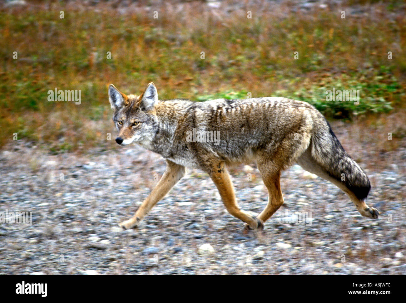 MC3-26 ALERT TROTTING COYOTE Stock Photo - Alamy