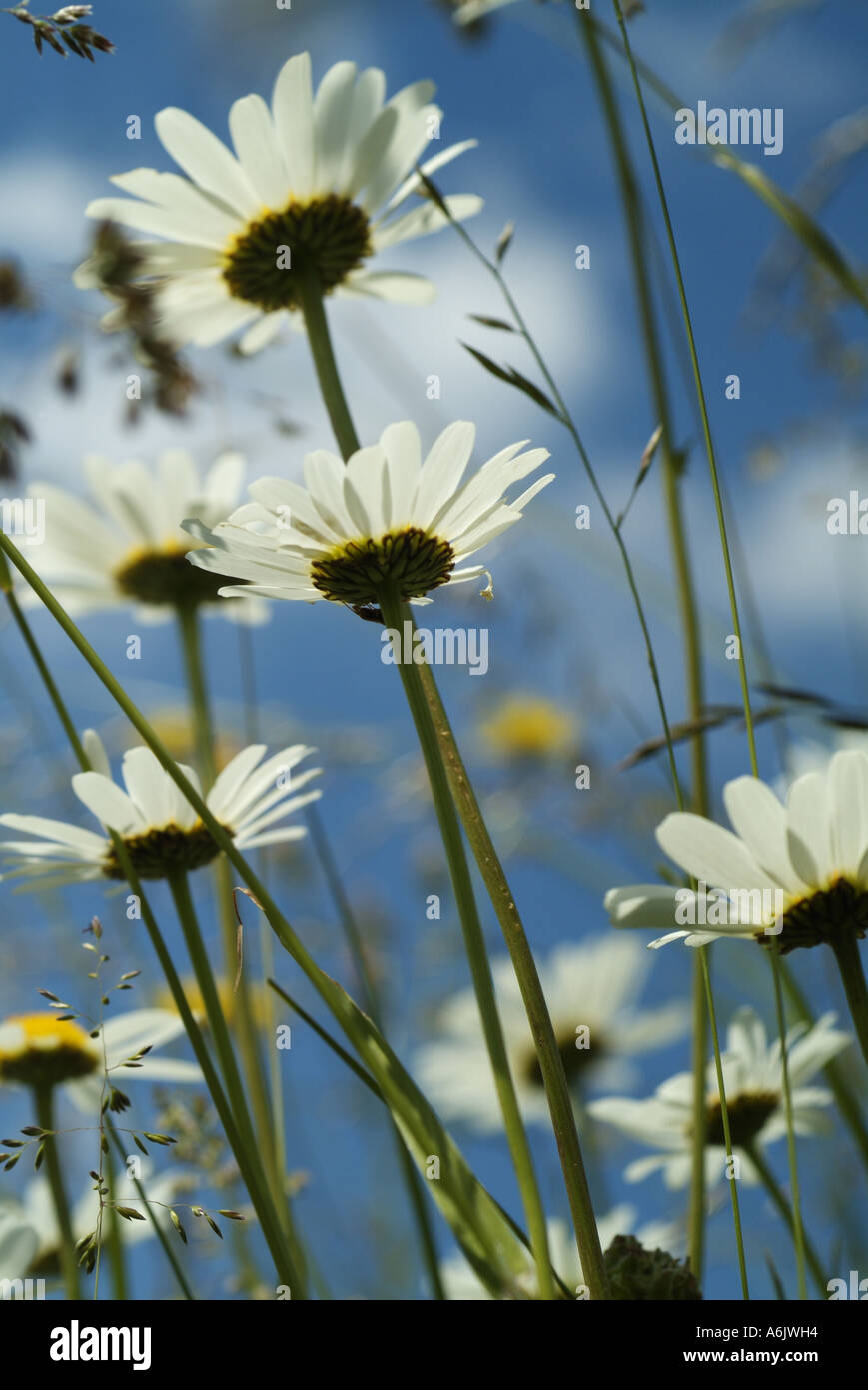 Weed photographs hi-res stock photography and images - Alamy