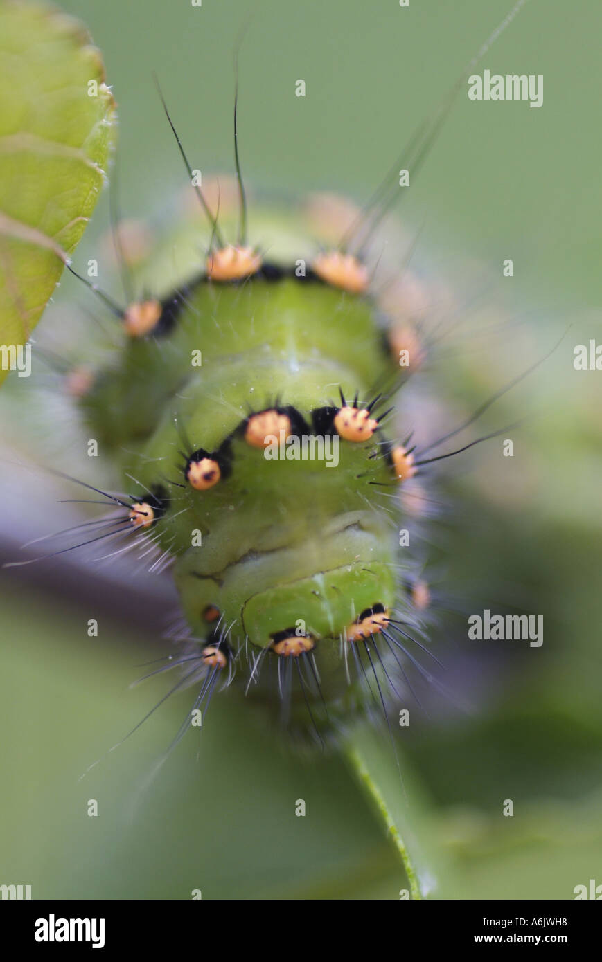 Eudia hi-res stock photography and images - Alamy