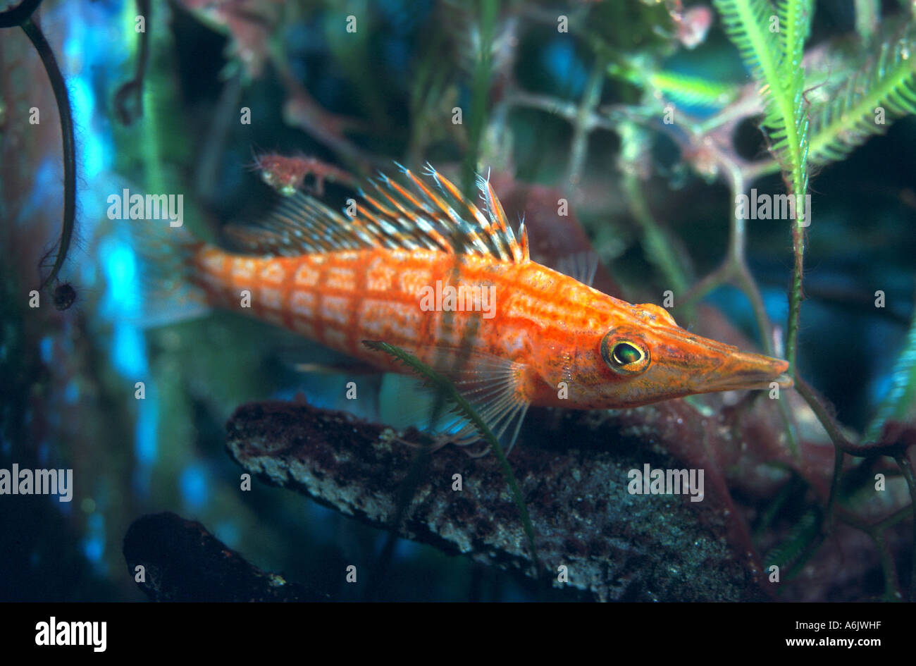 long-nosed hawkfish, longnose hawkfish (Oxycirrhites typus Stock Photo ...