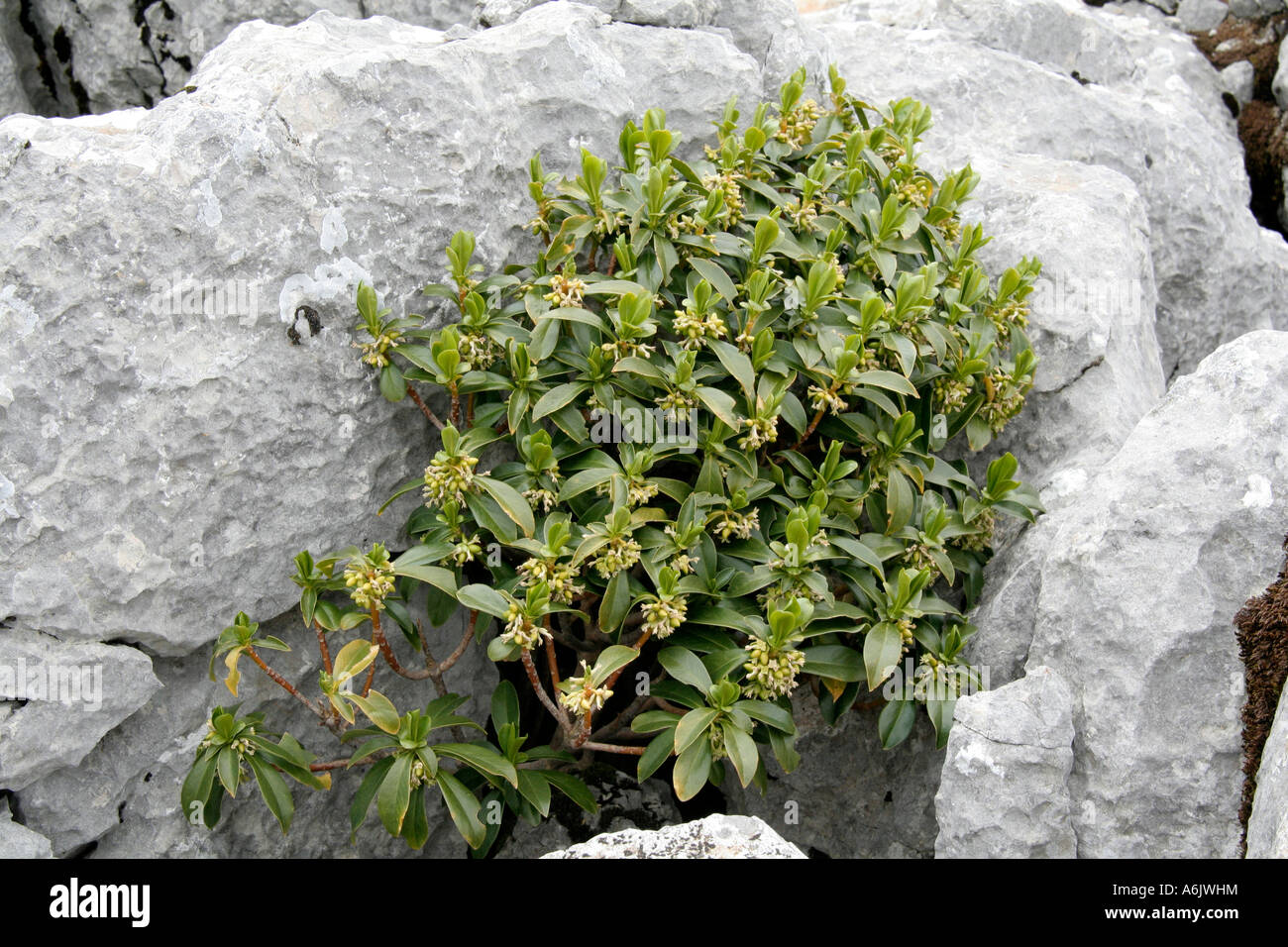Native daphne hi-res stock photography and images - Alamy