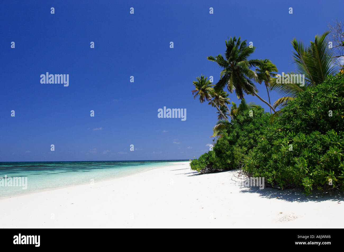 tropical beach with palm trees Stock Photo - Alamy