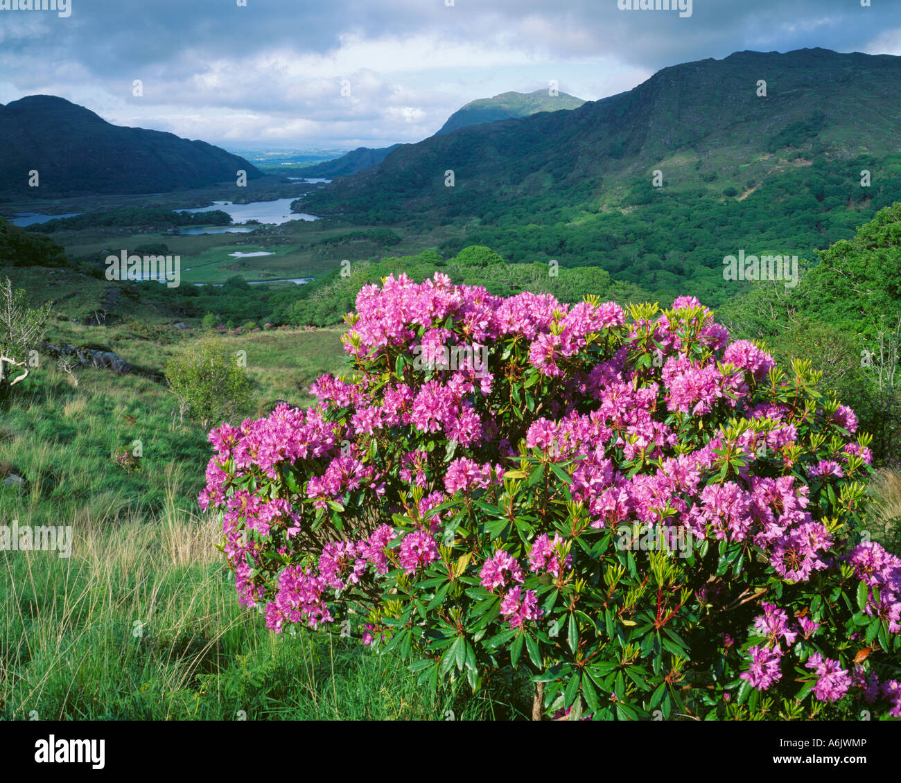 Flowering rhododendron in County Kerry, Ireland Stock Photo - Alamy