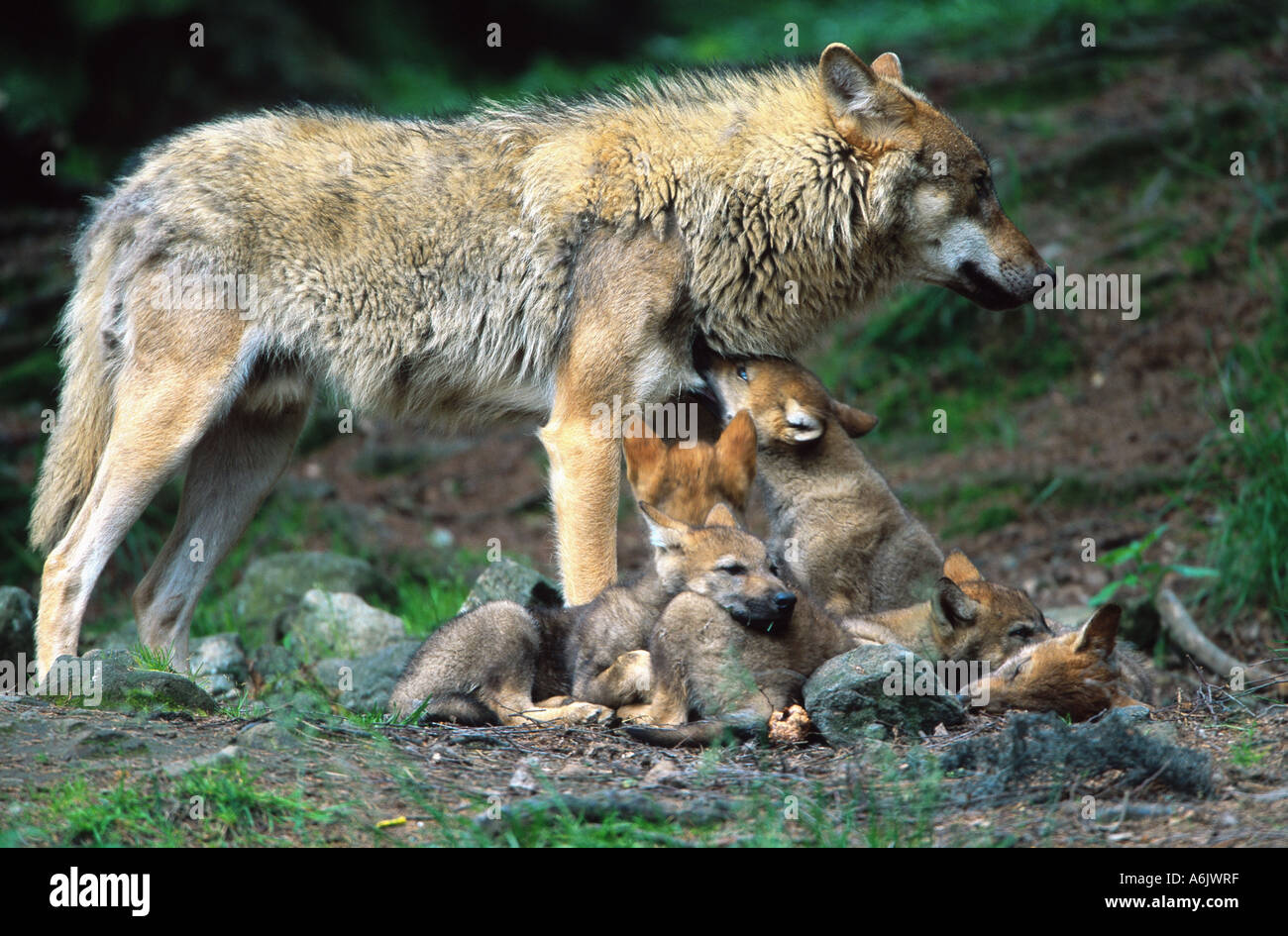 Wolf Pack Alpha Female High Resolution Stock Photography and Images - Alamy