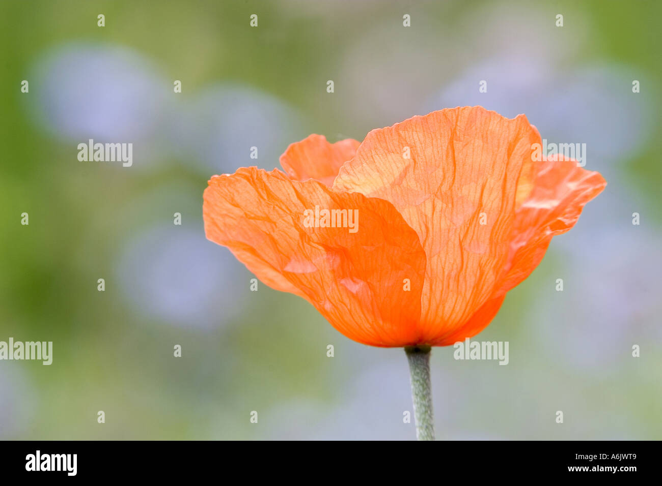 Alaskan poppy, Iceland poppy (Papaver nudicaule), single blossom ...