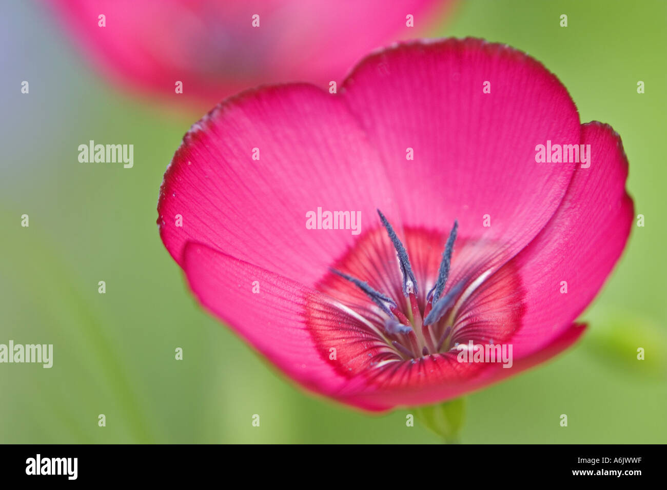 scarlet flax (Linum grandiflorum rubrum), single blossom, Germany ...