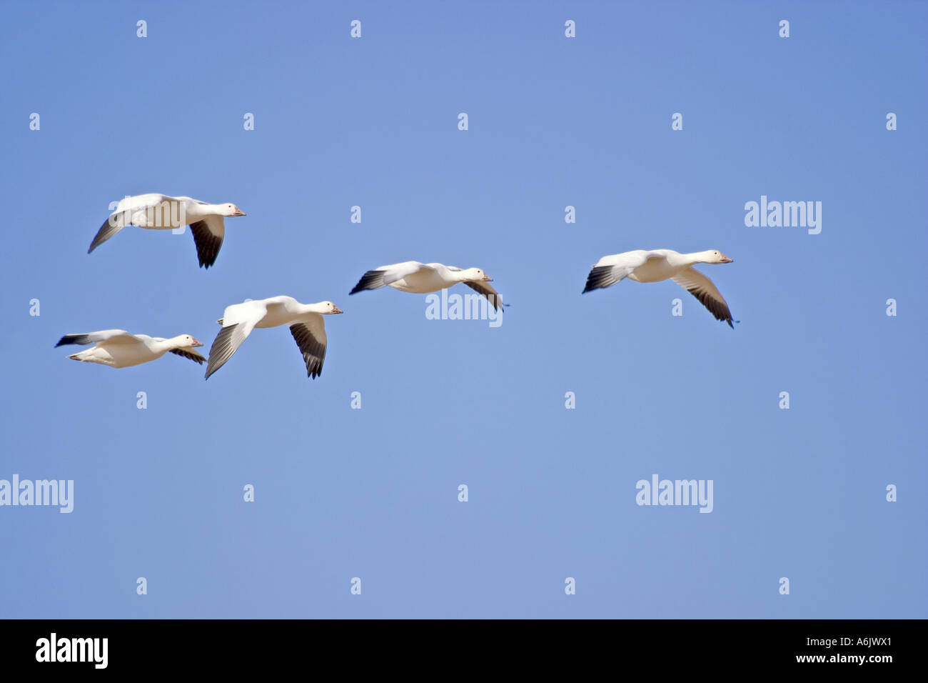 snow goose (Anser caerulescens, Chen caerulescens), five geese flying ...