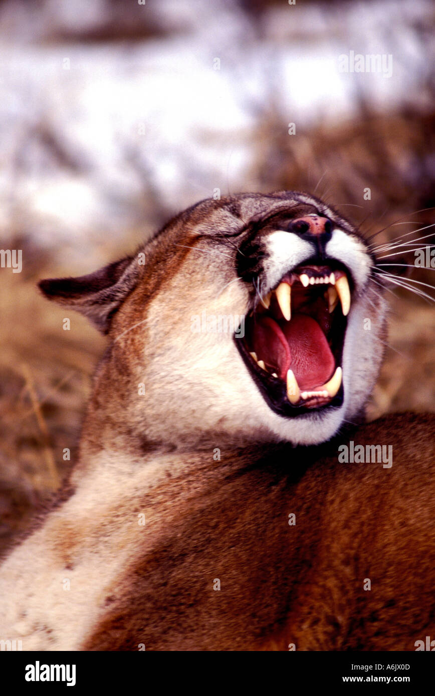 Snarling cougar hi-res stock photography and images - Alamy