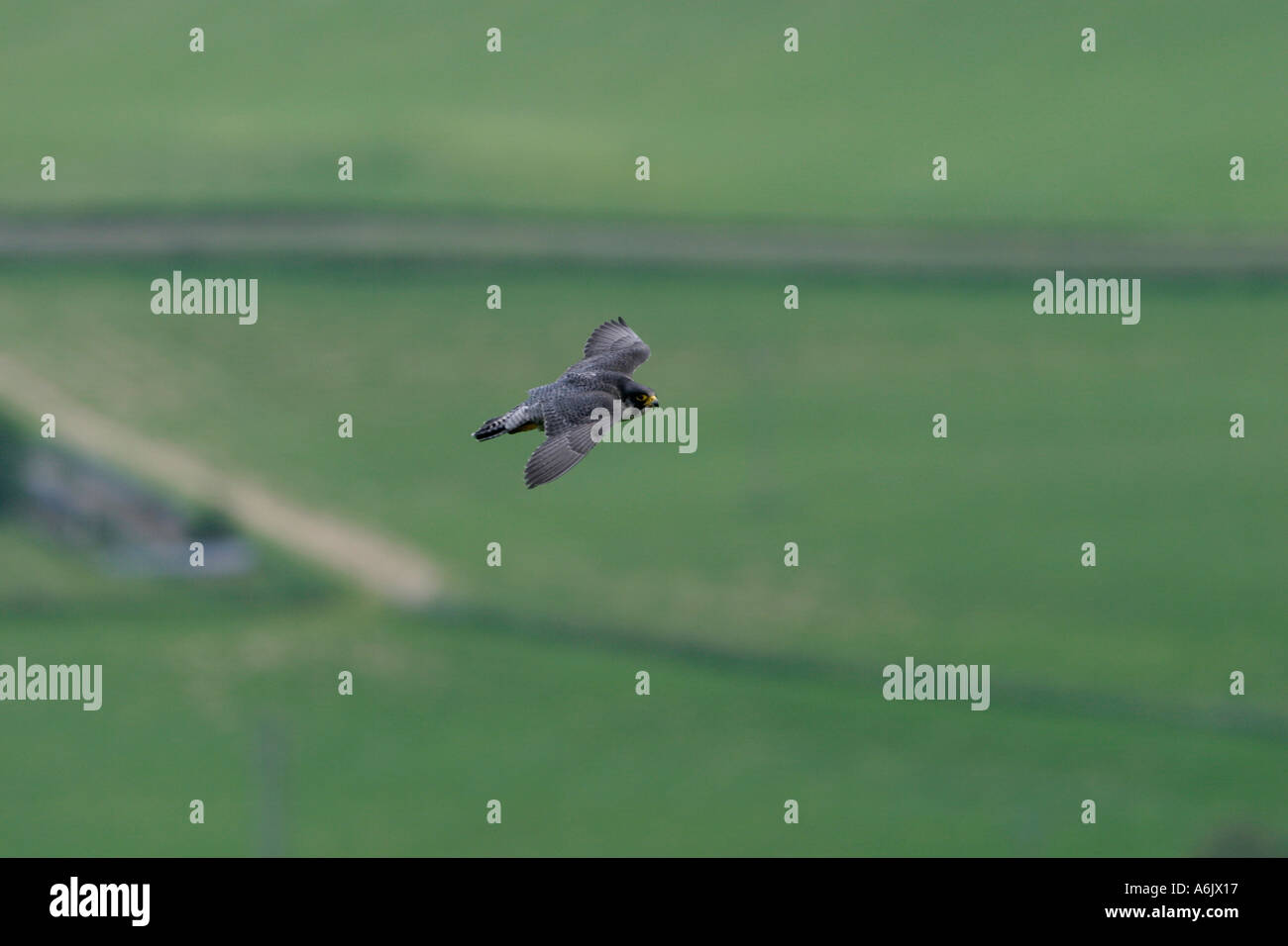 Peregrine Falcon Falco peregrinus in flight Perthshire Scotland United ...