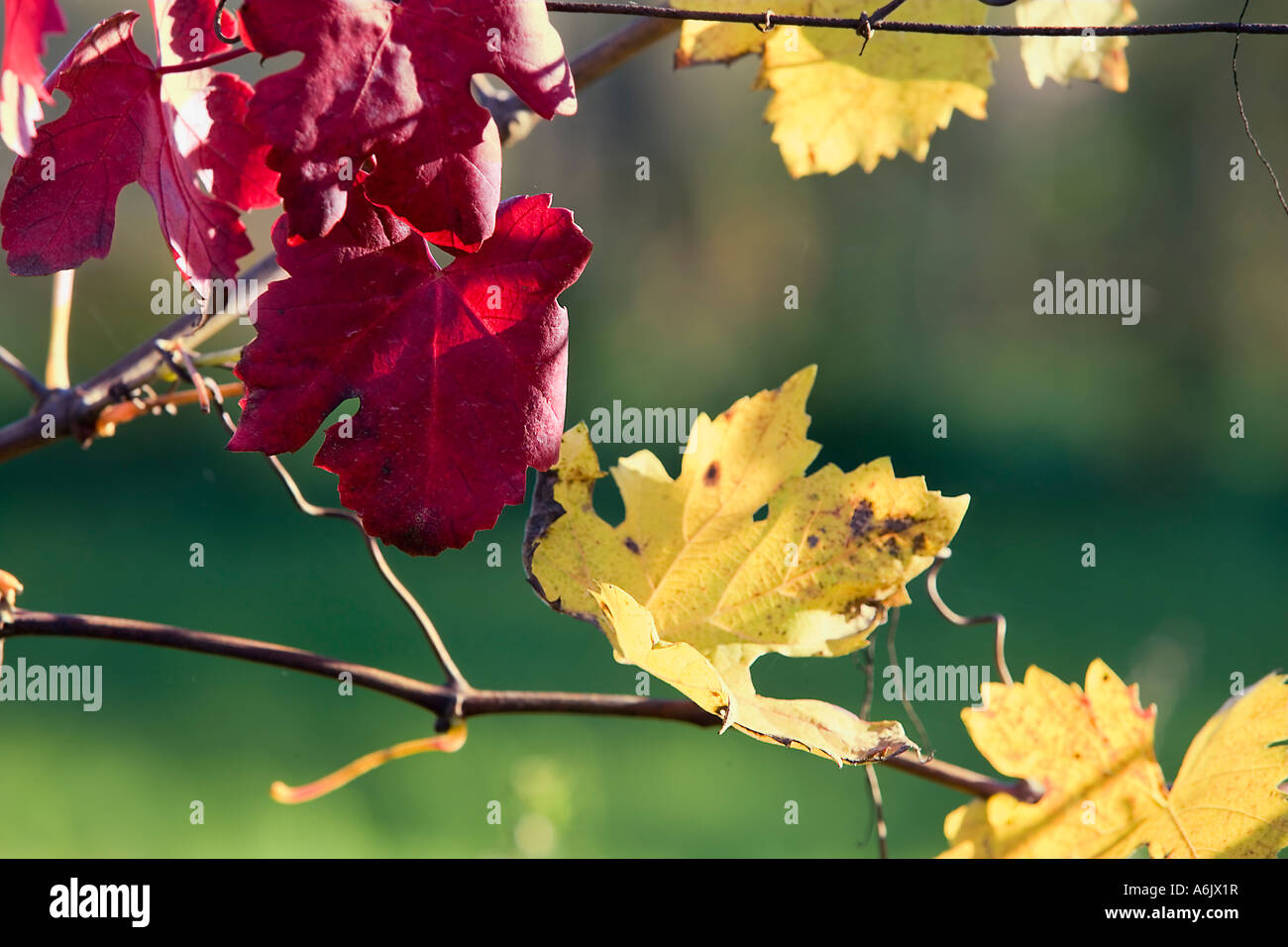 colored autumn leaves in an Italian winery in autumn Stock Photo - Alamy