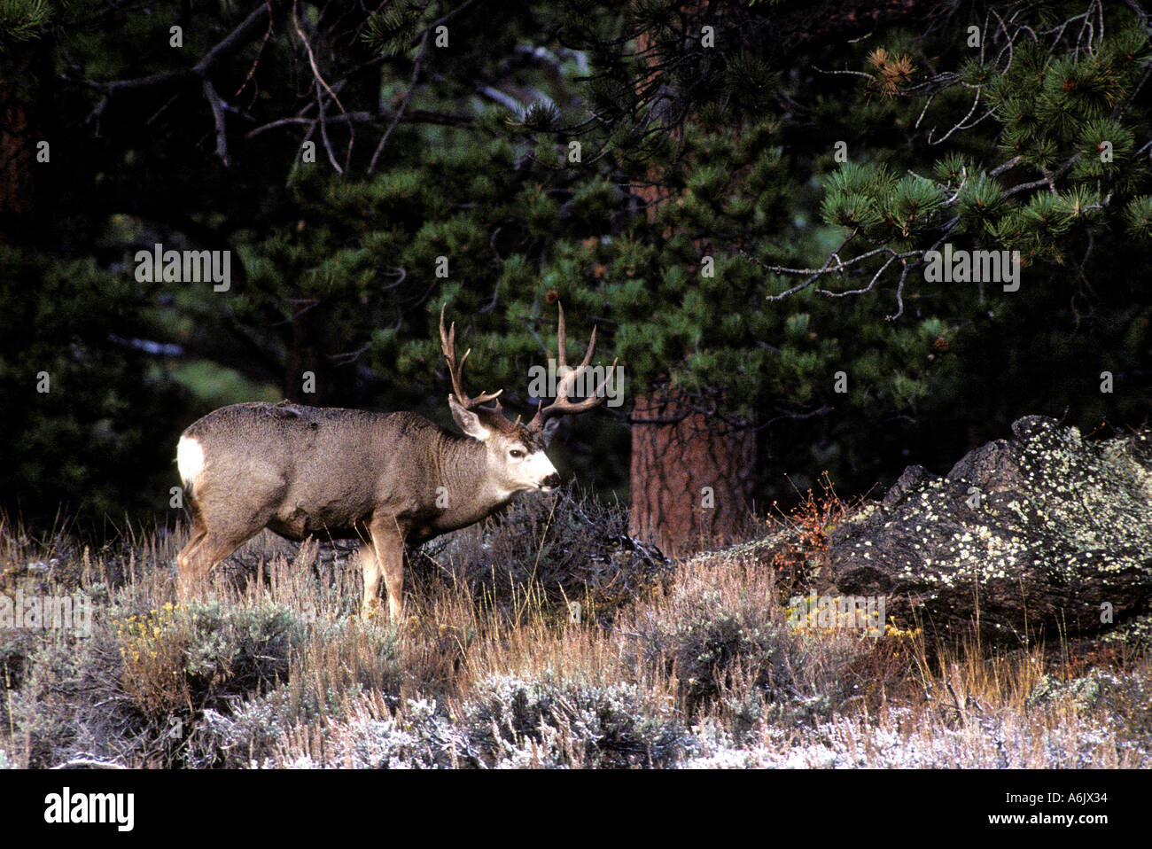 MD-31 ALERT MULE DEER BUCK Stock Photo - Alamy