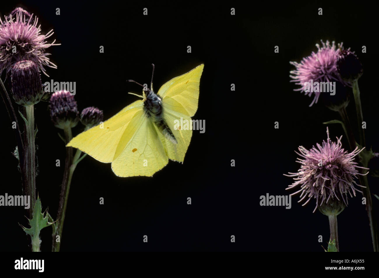 Yellow butterfly brimstone sulphur hi-res stock photography and images ...