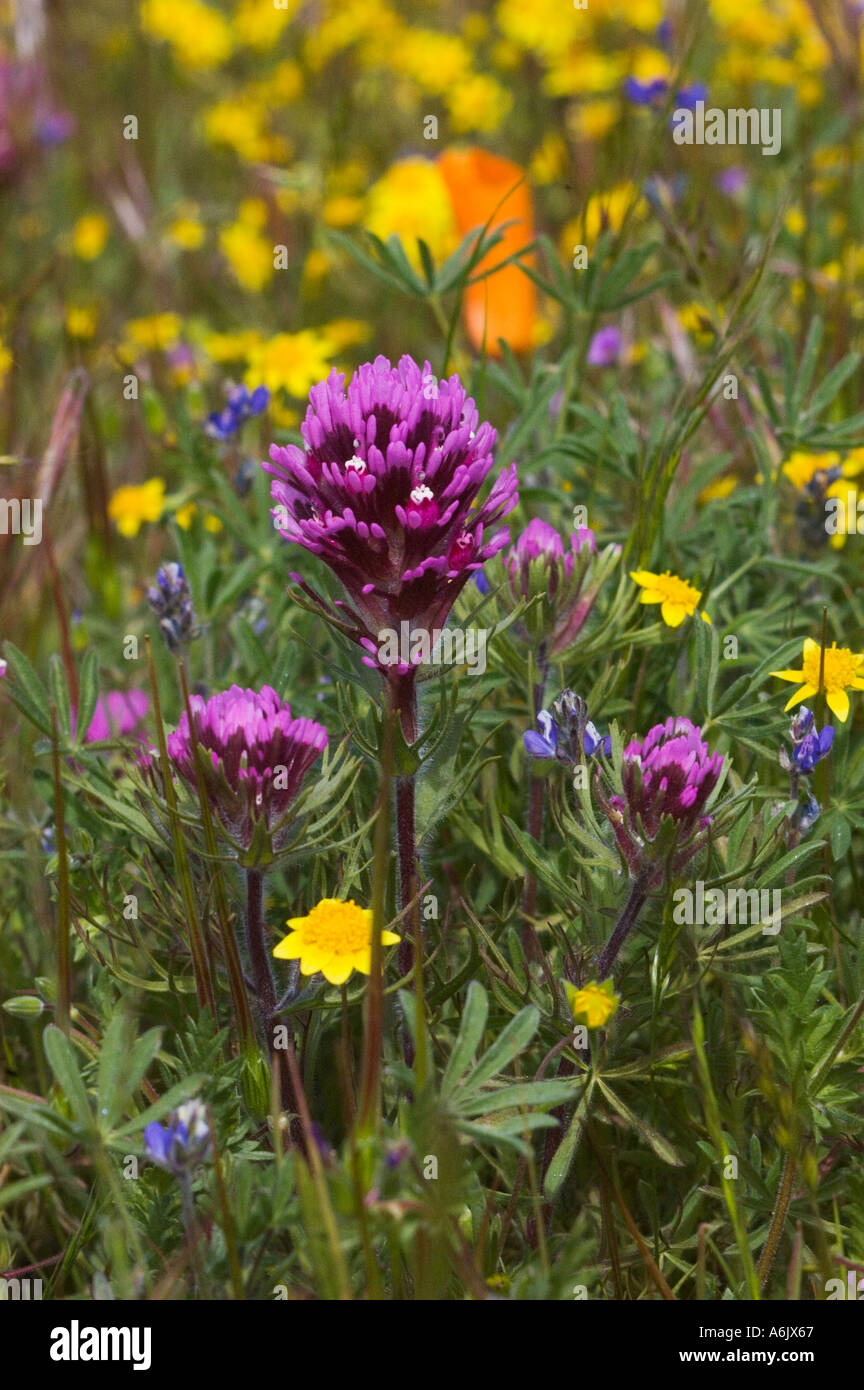Wildflower bloom of GOLDFIELDS Lasthenia californica OWLS CLOVER ...