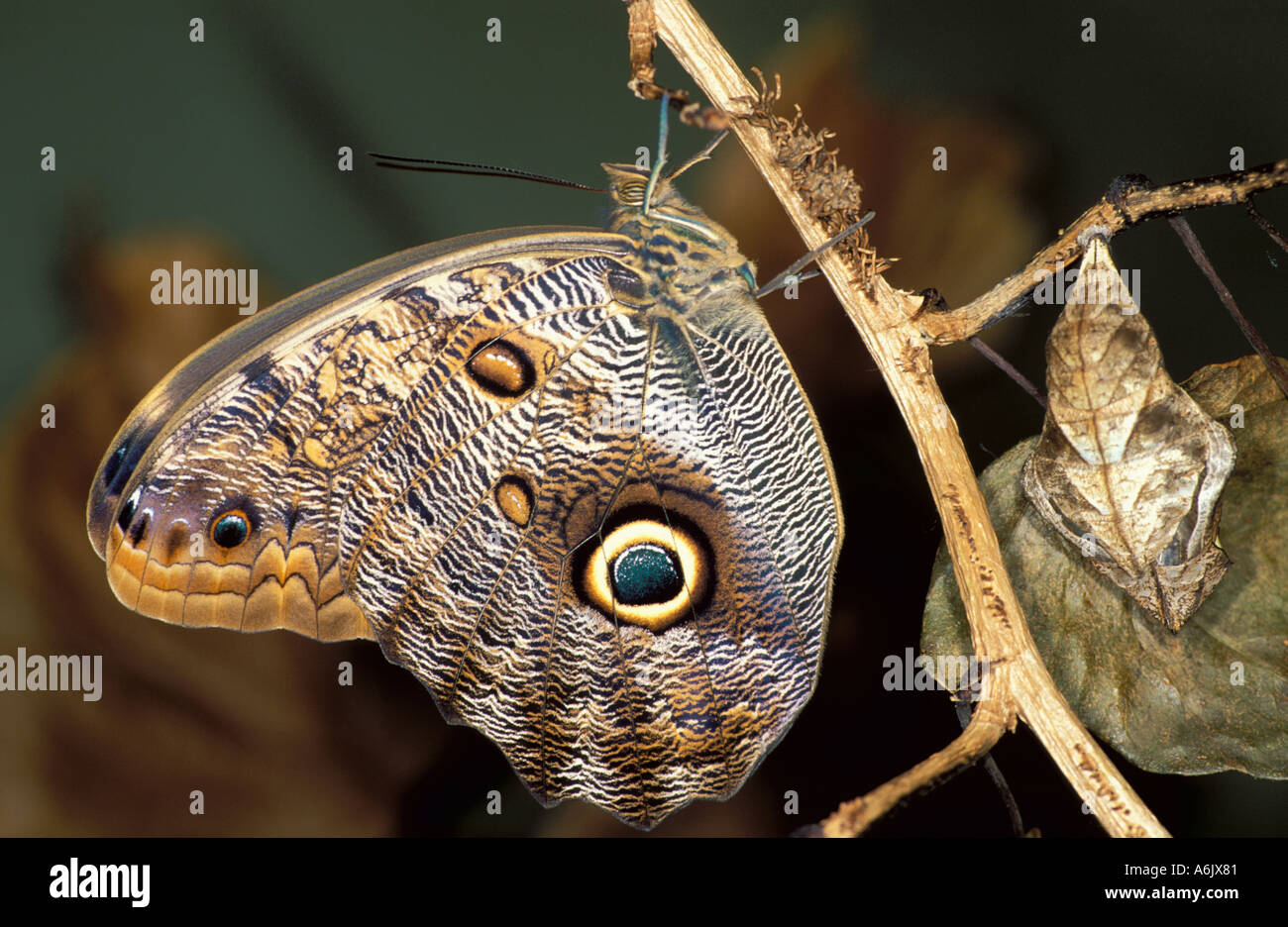 Owl butterfly pupae hi-res stock photography and images - Alamy