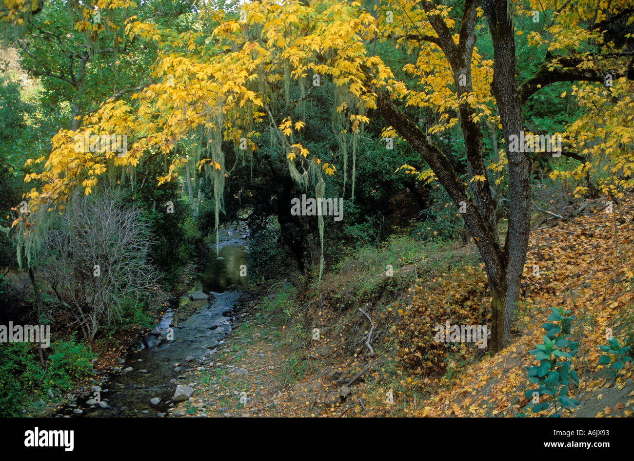 MAPLE TREE with its beautiful fall colors on display is draped with ...
