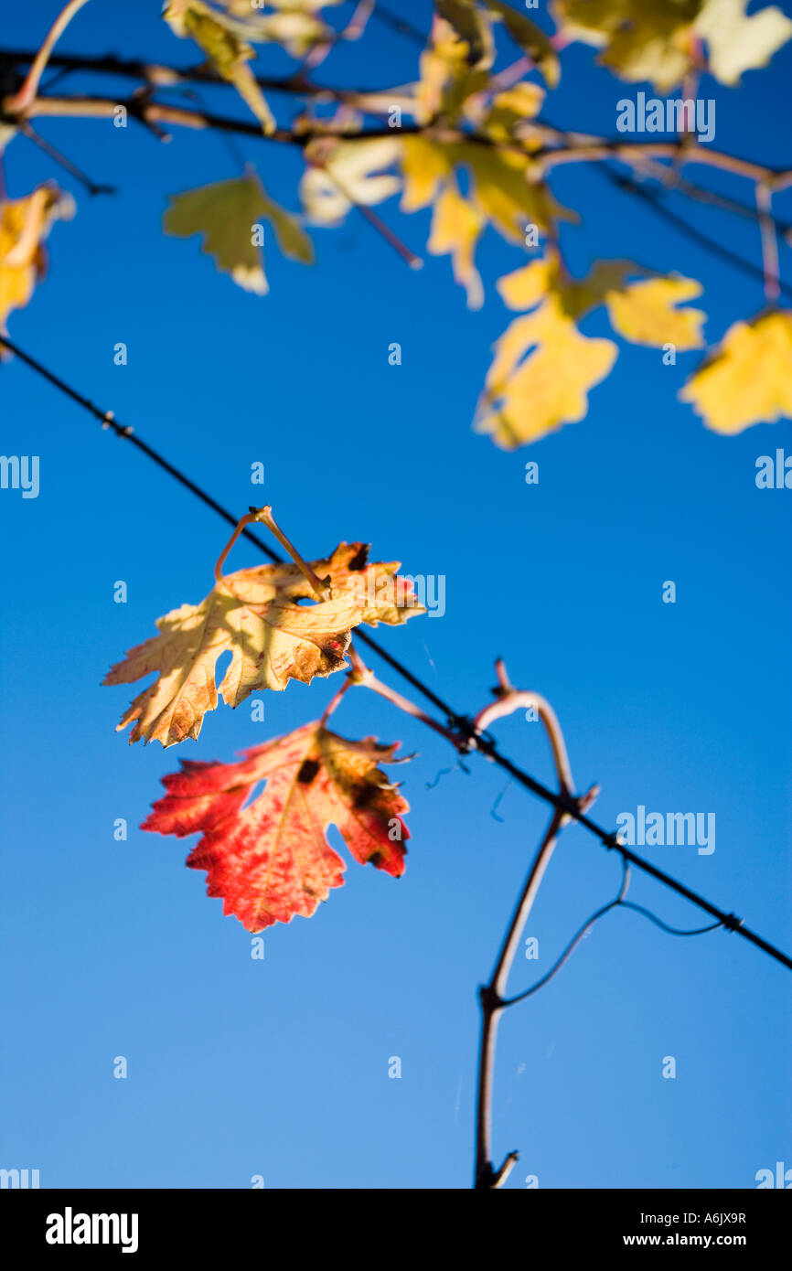 colored autumn leaves in an Italian winery in autumn Stock Photo - Alamy