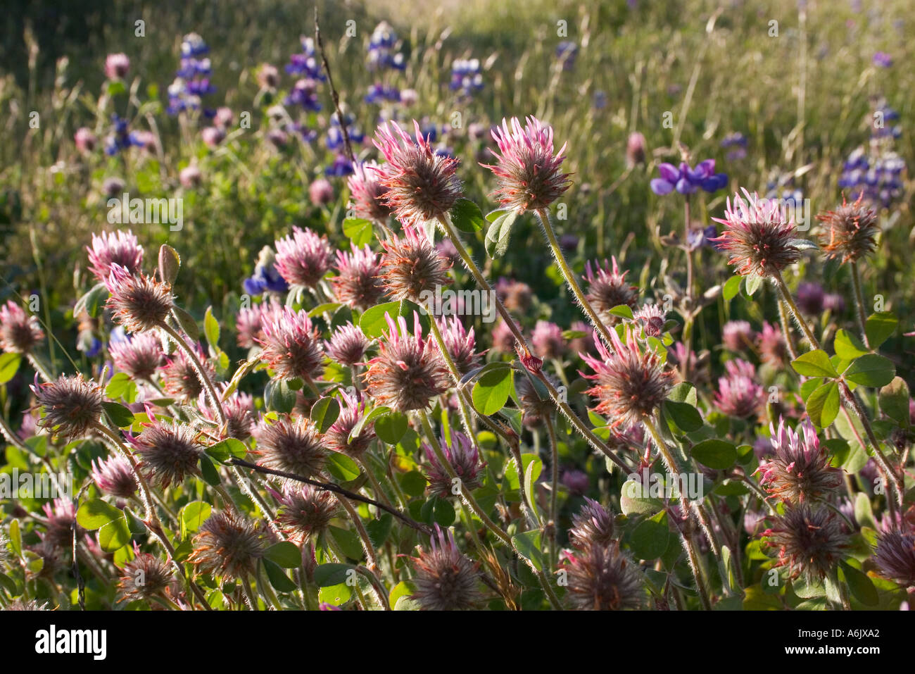 Reddish clover hi-res stock photography and images - Alamy