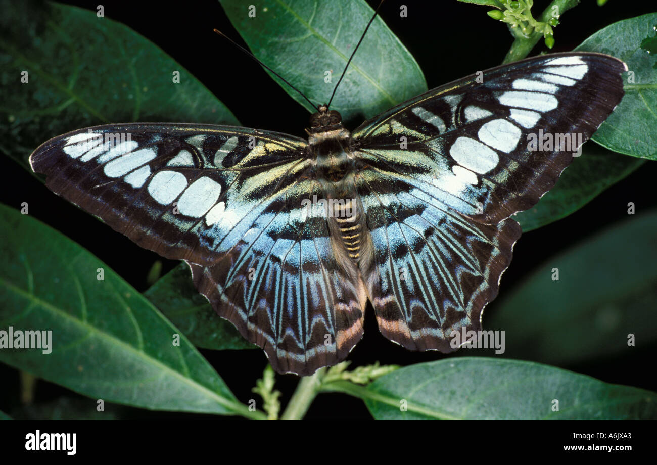 Clipper butterfly Parthenos sylvia SE Asia Stock Photo - Alamy