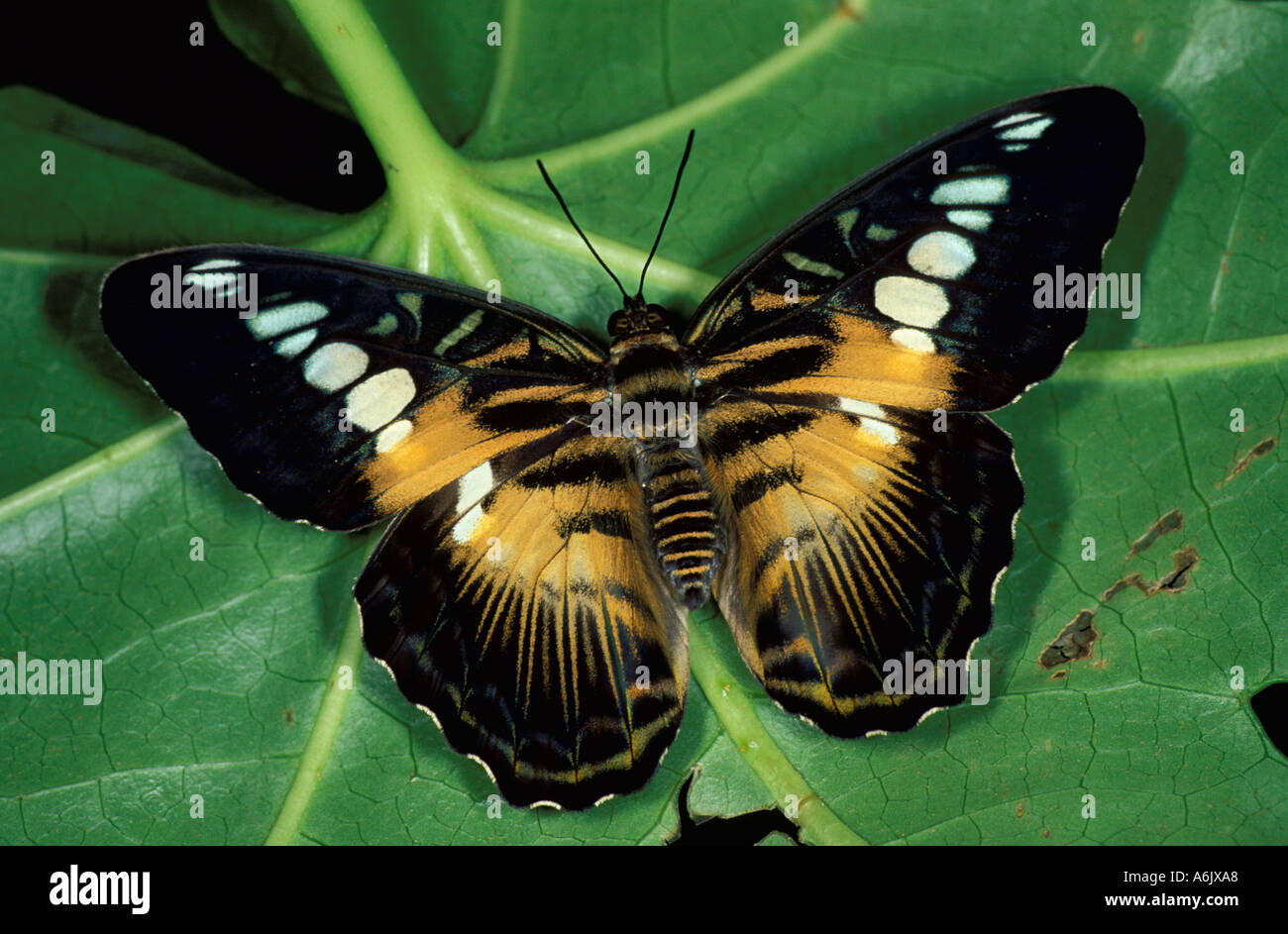 Clipper butterfly Parthenos sylvia SE Asia Stock Photo - Alamy