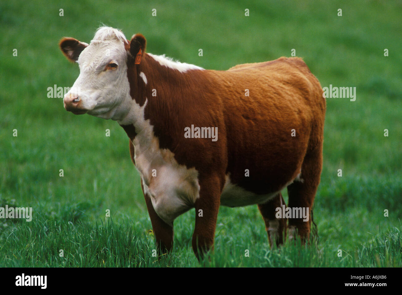 White faced cows hi-res stock photography and images - Alamy