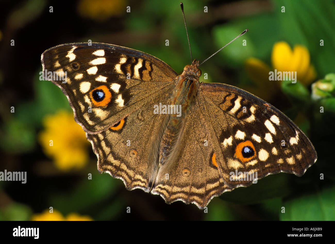 Grey butterfly hi-res stock photography and images - Alamy