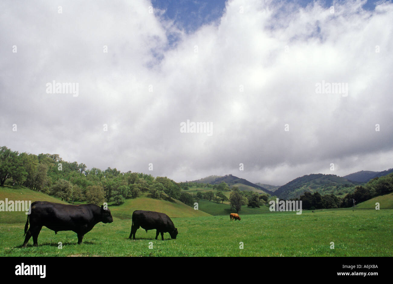 Angus bull california hi-res stock photography and images - Alamy