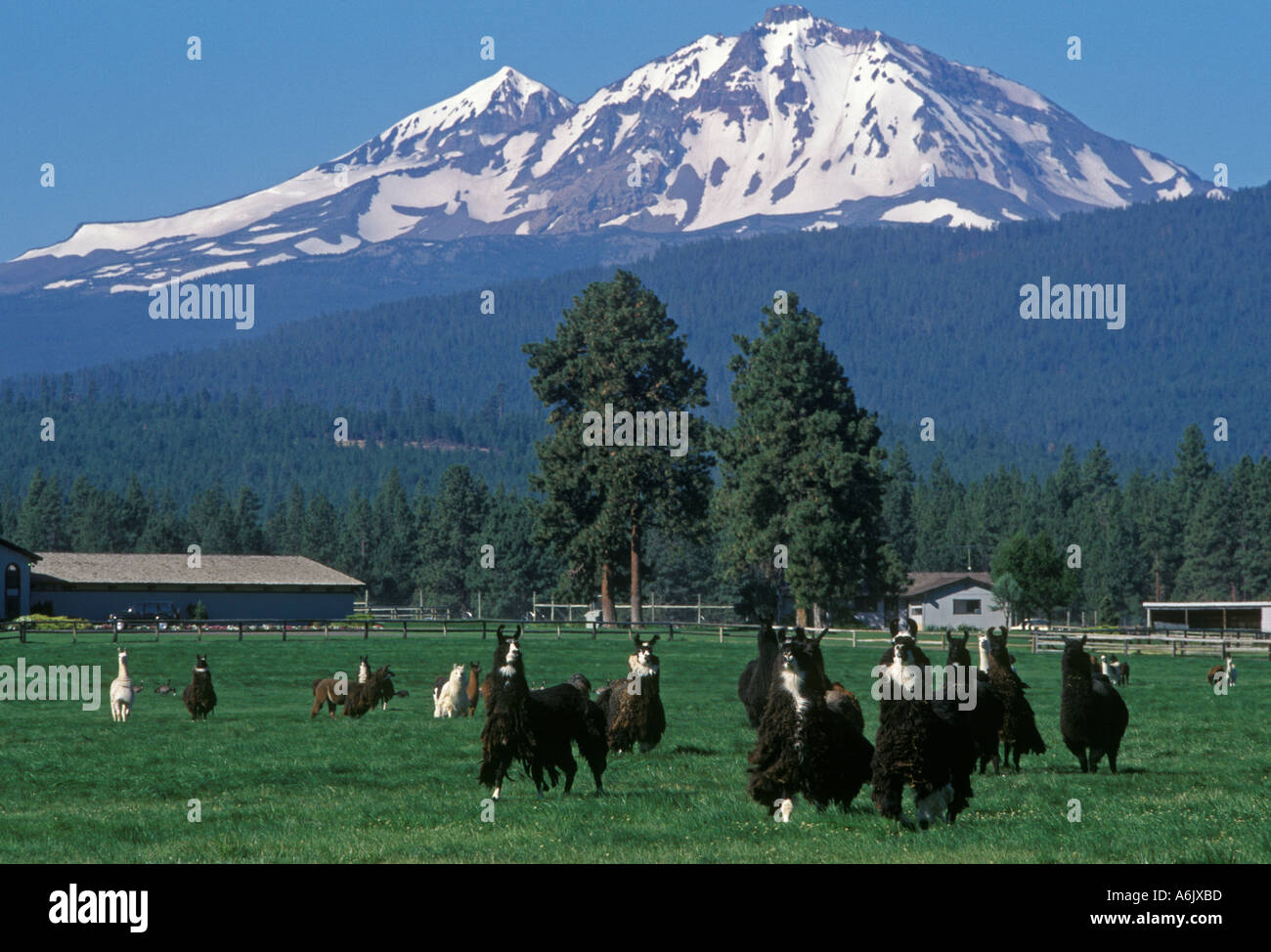 LLAMA farm with Middle South Sisters of the OREGON CASCADES as backdrop ...