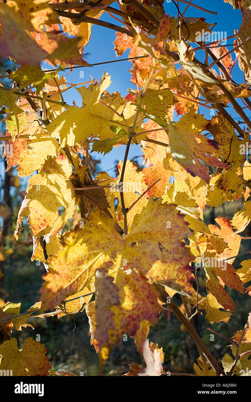 colored autumn leaves in an Italian winery in autumn Stock Photo - Alamy