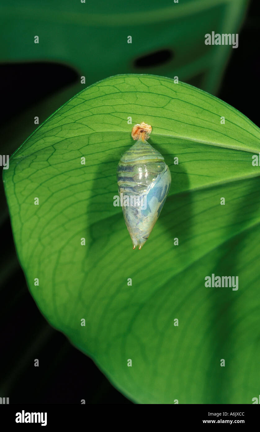 Blue morpho Morpho peleides butterfly pupae hatching Central America ...