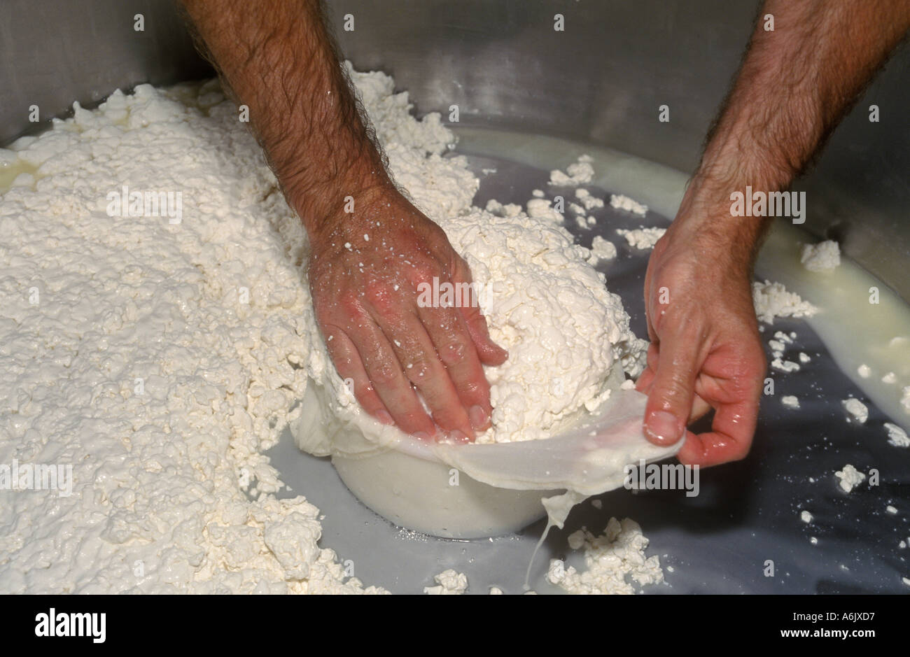 GOAT MILK CURDS are hand molded during the CHEESE MAKING PROCESS at ...