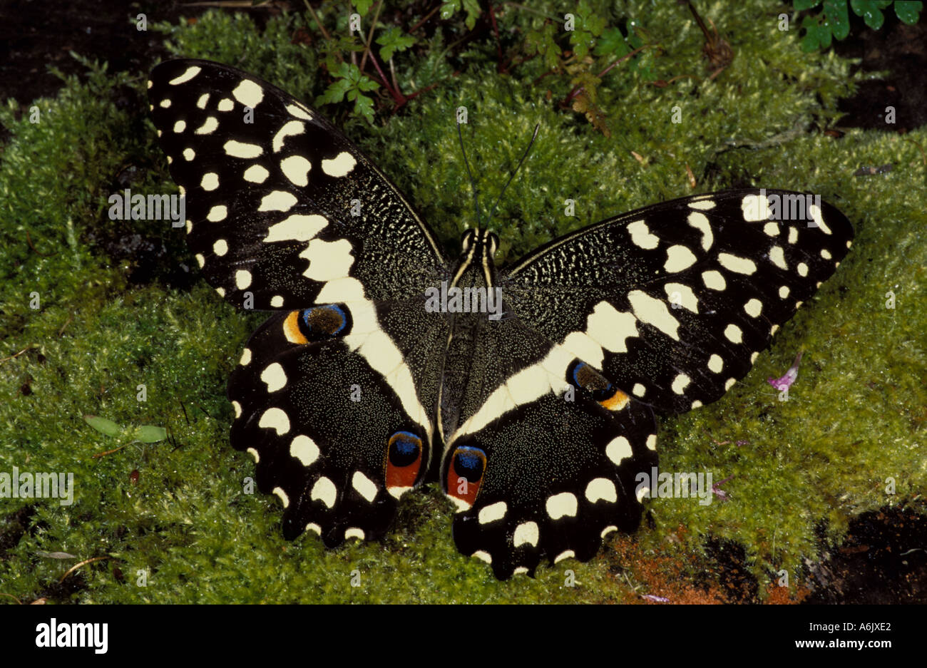 Lime Swallowtail Butterfly Papilio demoleus Thailand South Asia Stock ...