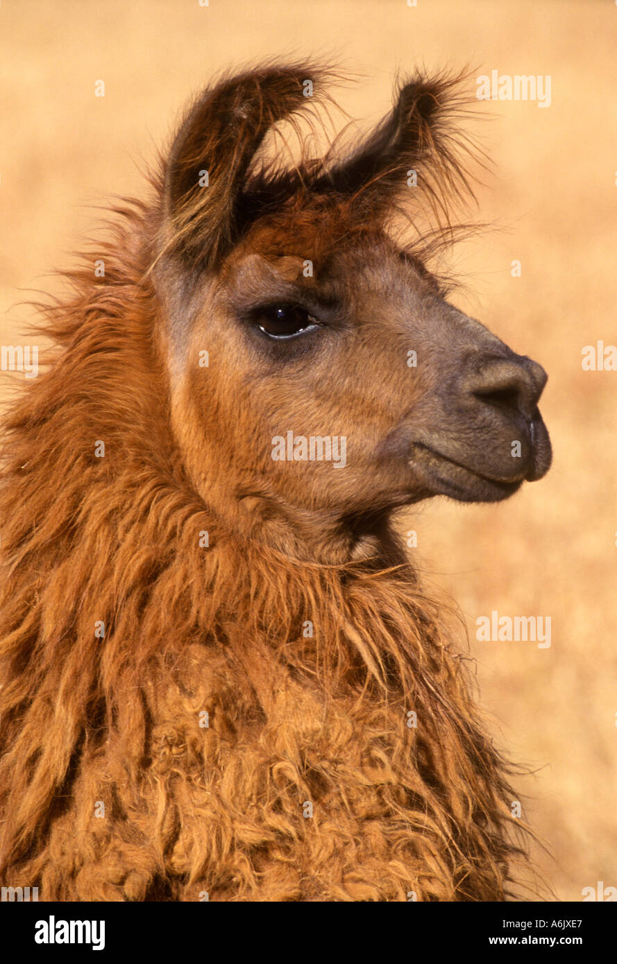 Llama peruana hi-res stock photography and images - Alamy