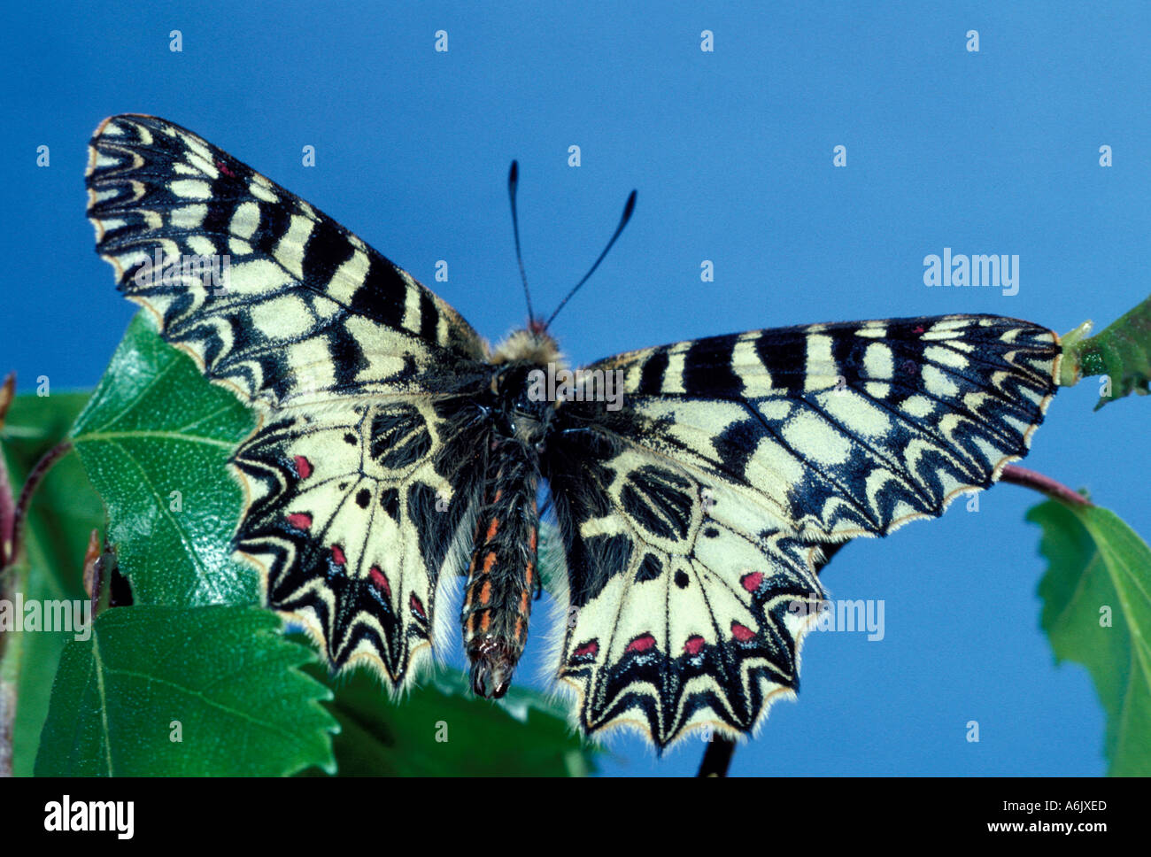 Southern Festoon Zerynthia polyxena Europe Stock Photo - Alamy