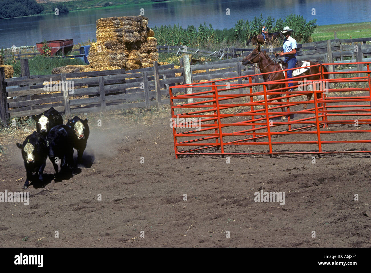 COWBOY rounding up the CATTLE at local BAKER RODEO BAKER OREGON Stock ...