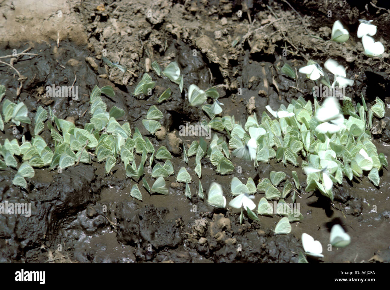 Butterflies on mud hi-res stock photography and images - Alamy