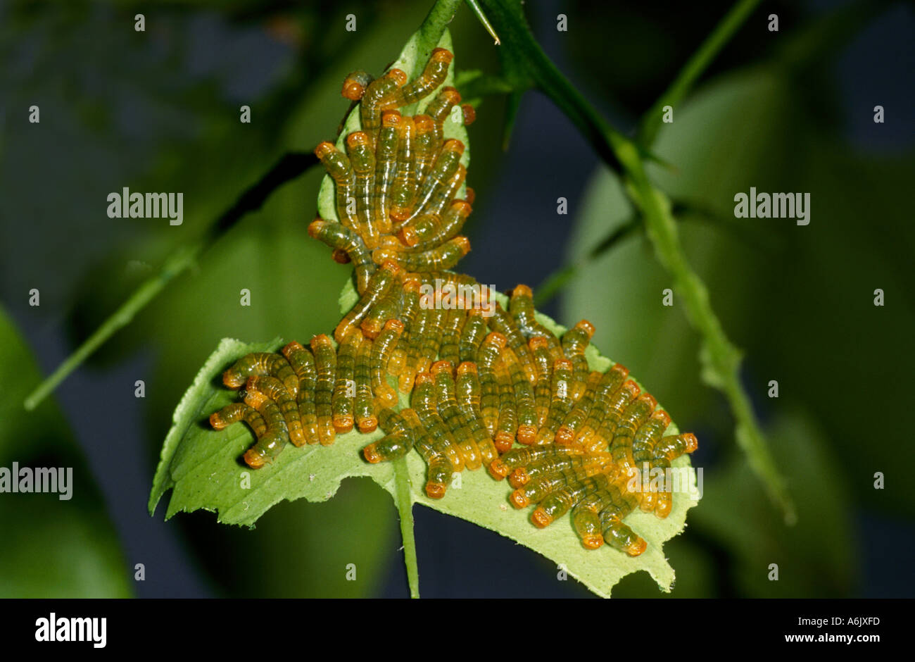 Rainforest Caterpillars Butterfly group feeding on leaf Ecuador South ...