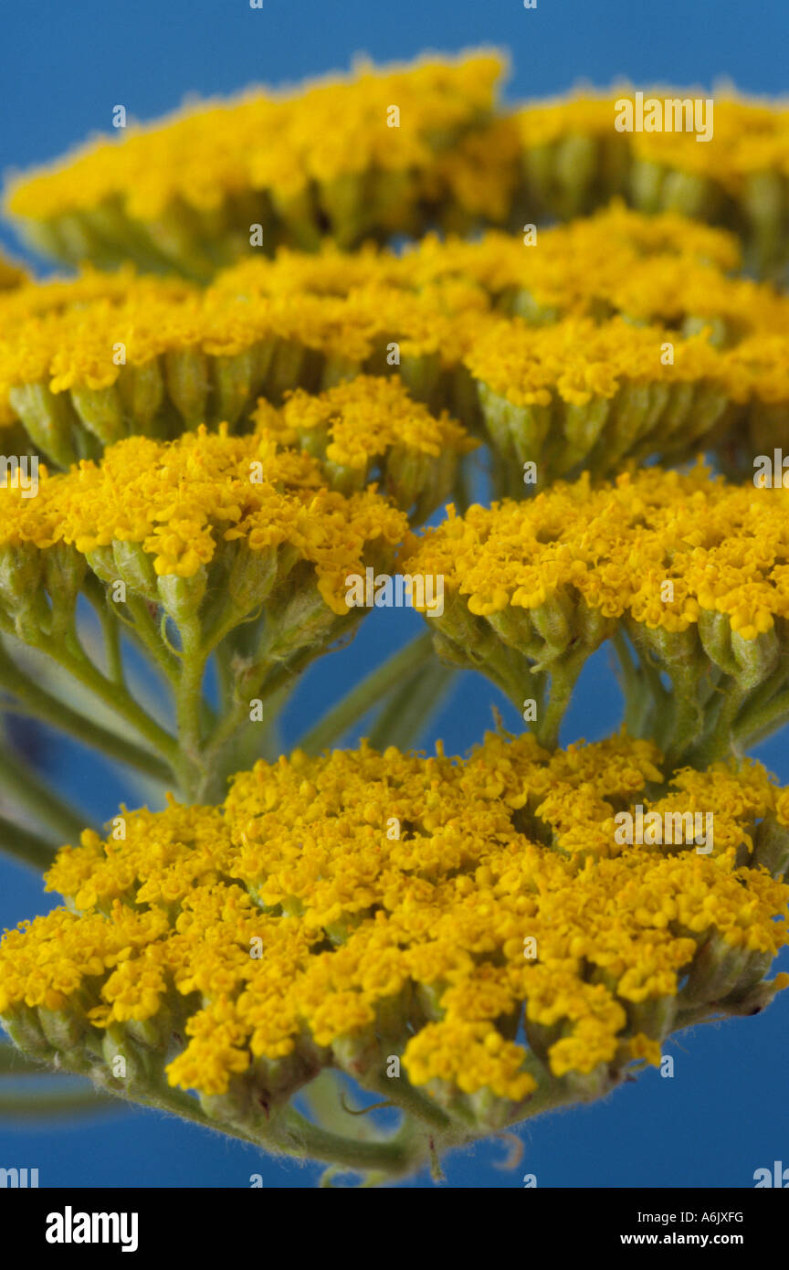 Achillea filipendulina 'Gold Plate' AGM (Yarrow) Corymbs of yellow ...