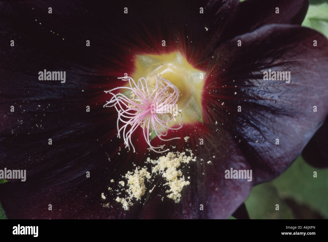 Alcea rosea 'Nigra' (Hollyhock) Close up of centre of chocolate maroon ...